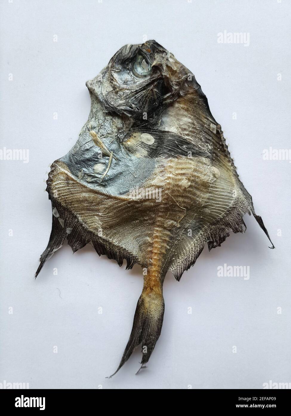 Vertical Fish White Backround