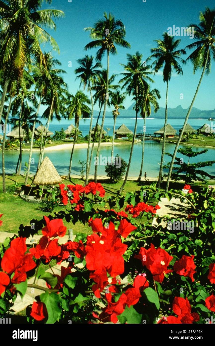 Flower french polynesia hi-res stock photography and images - Alamy