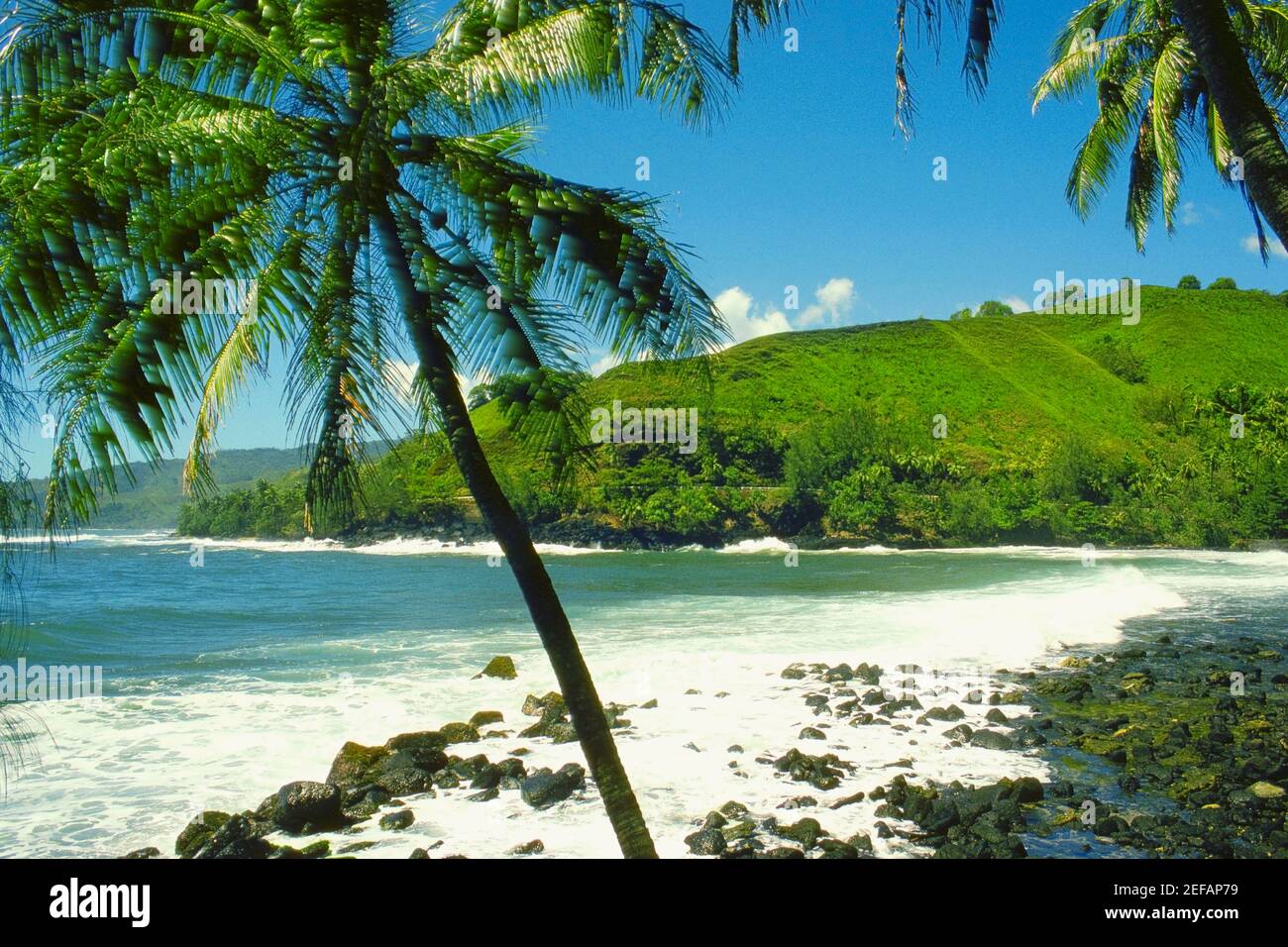 Palm trees on the beach, Tahiti, Society Islands, French Polynesia ...