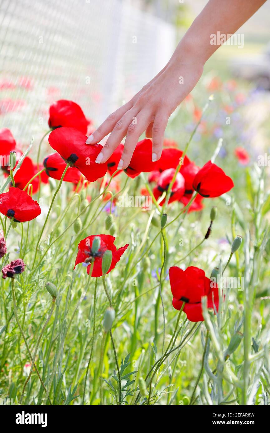 The touch to the red flower. Young woman hand Stock Photo - Alamy