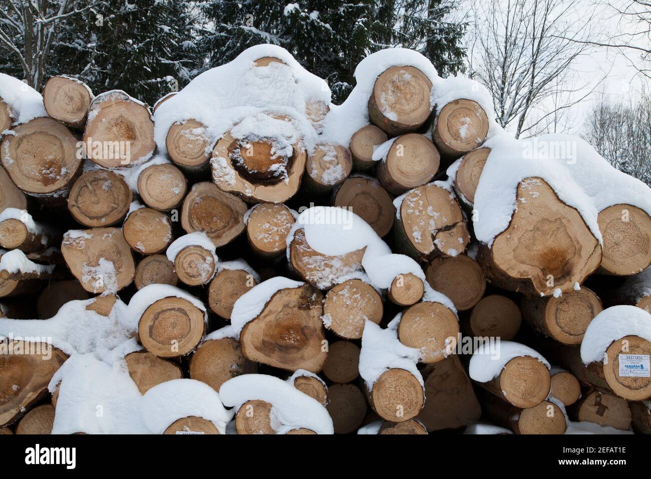 STACKED TREE TRUNKS at winter waiting for transport to paper mill Stock ...