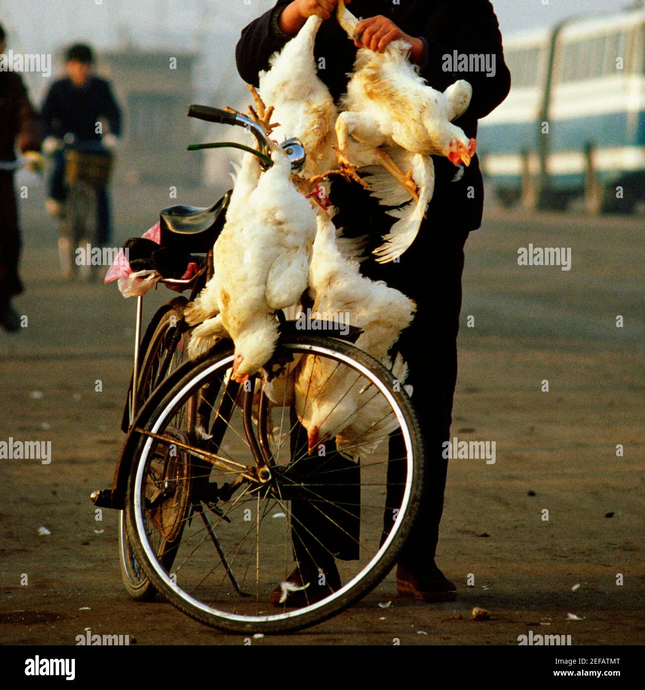 Low section view of a woman holding chickens and standing near a ...