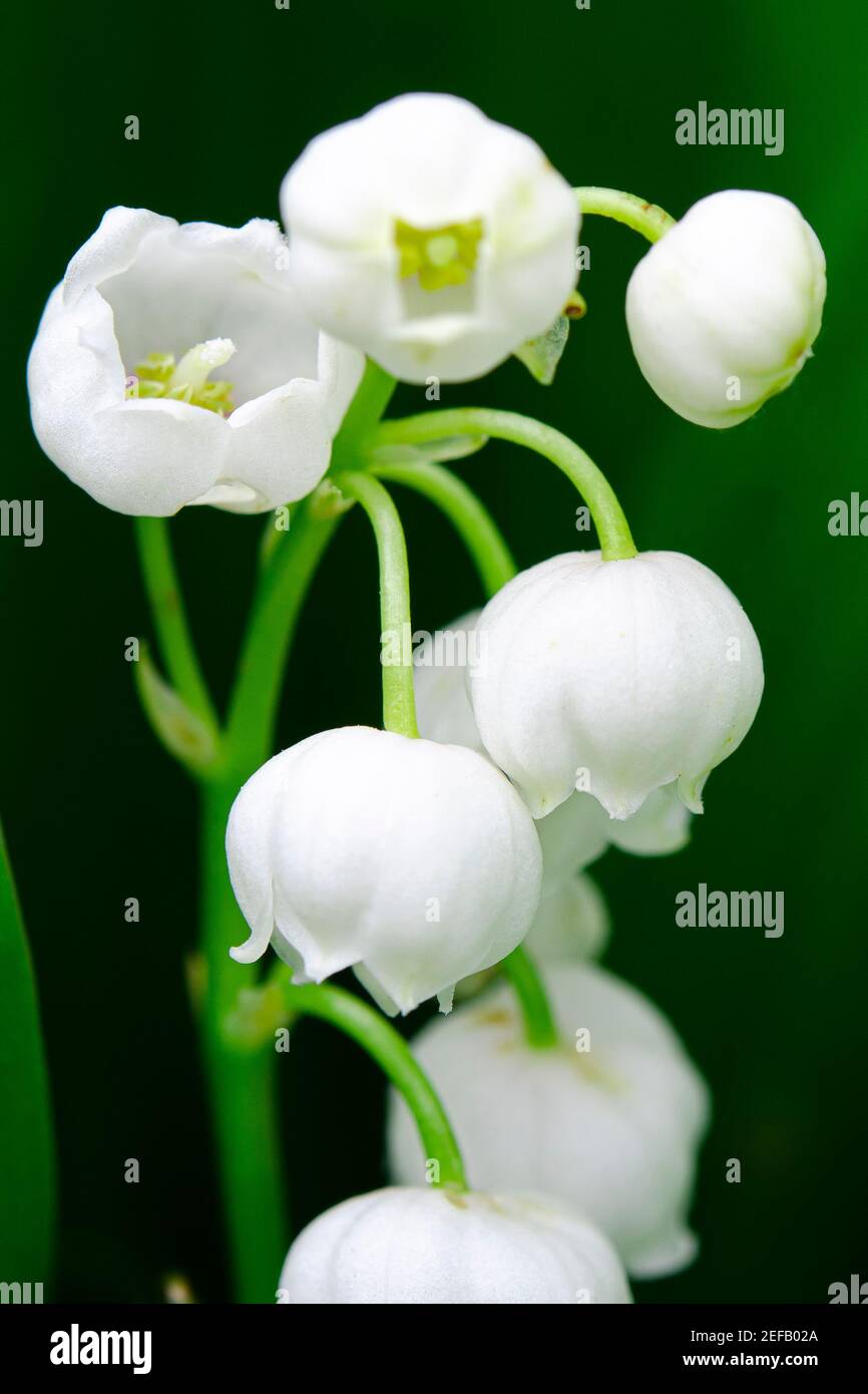 Forest spring lilies of the valley with young buds. Macro Stock Photo ...