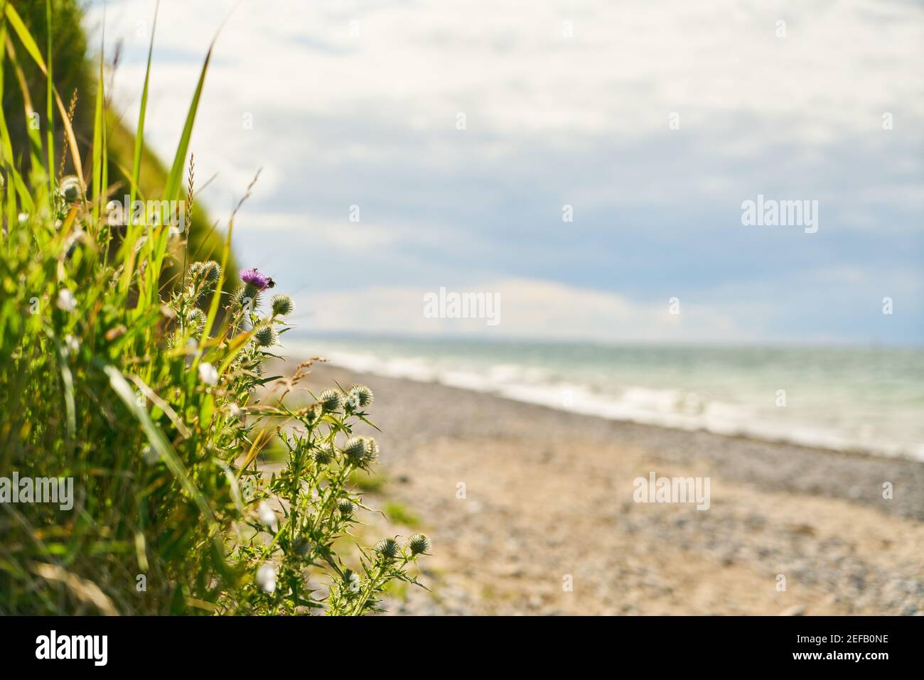 Sea thistle hi-res stock photography and images - Alamy