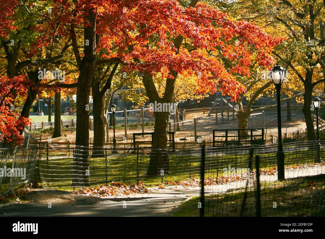 Trees in a park, Central Park, Manhattan, New York City, New York State ...
