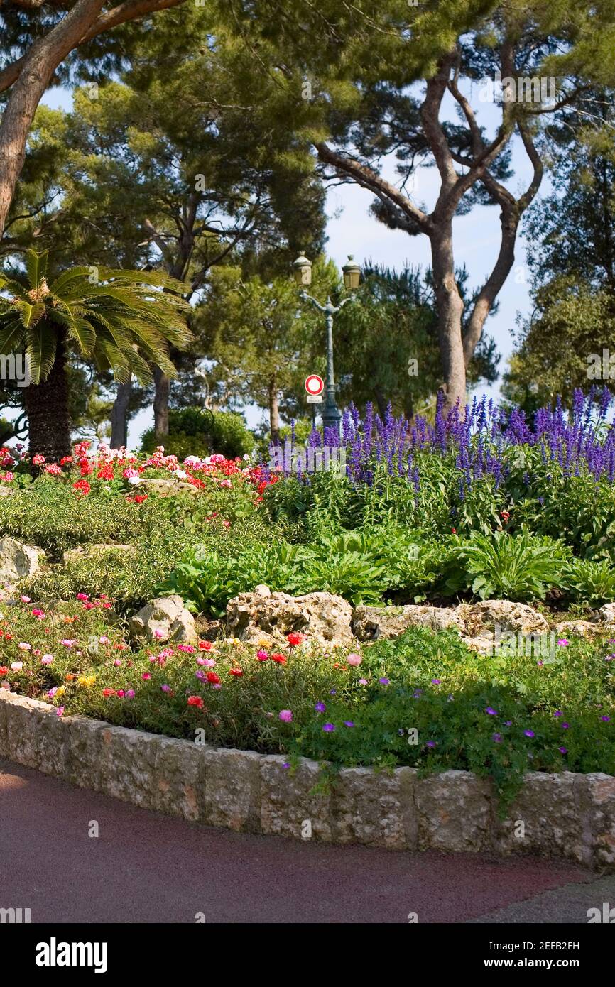 Plants and trees in a garden, Monte Carlo, Monaco Stock Photo - Alamy