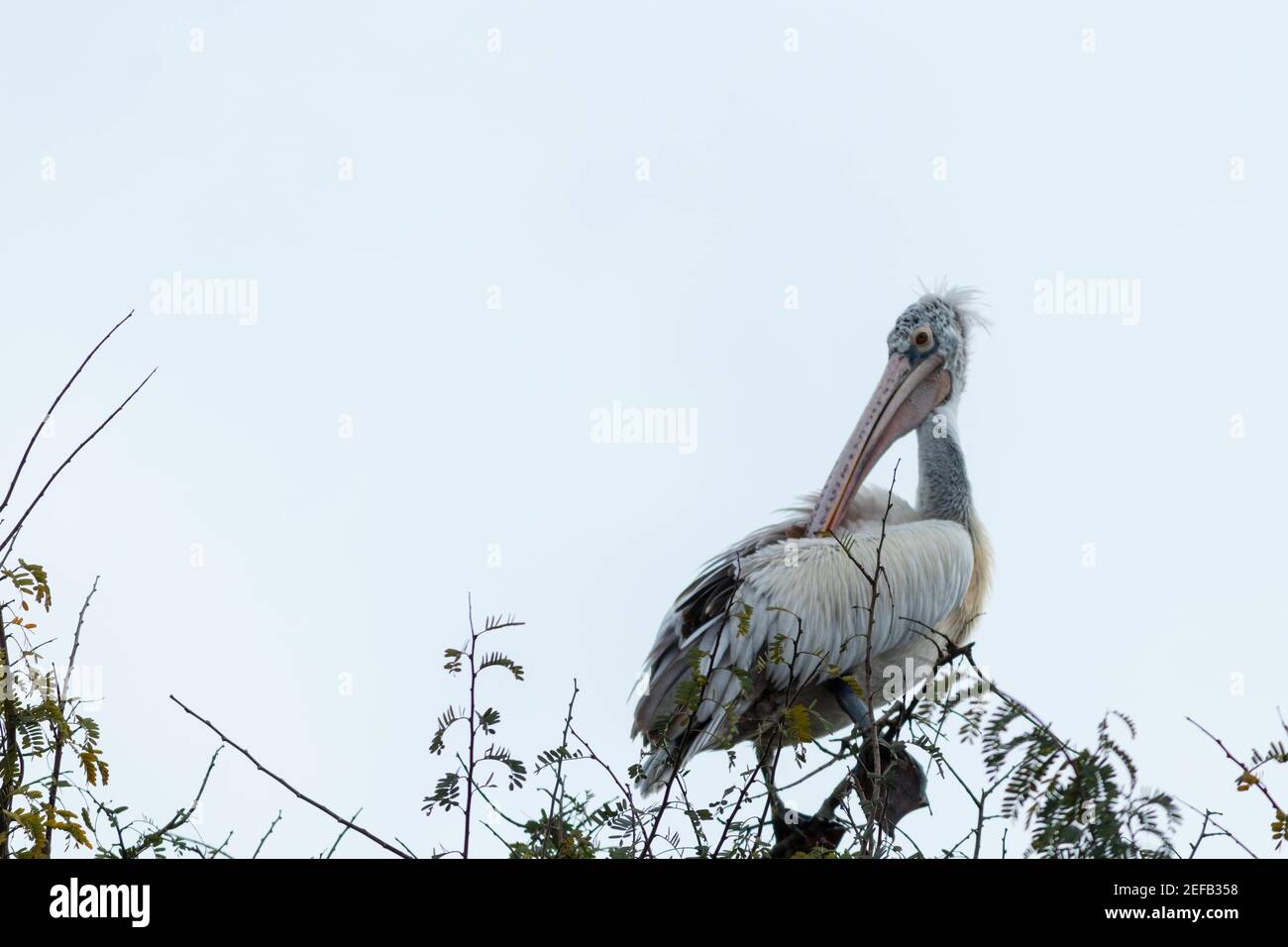 Low angle shot of a stork sitting in its nest captured during the ...