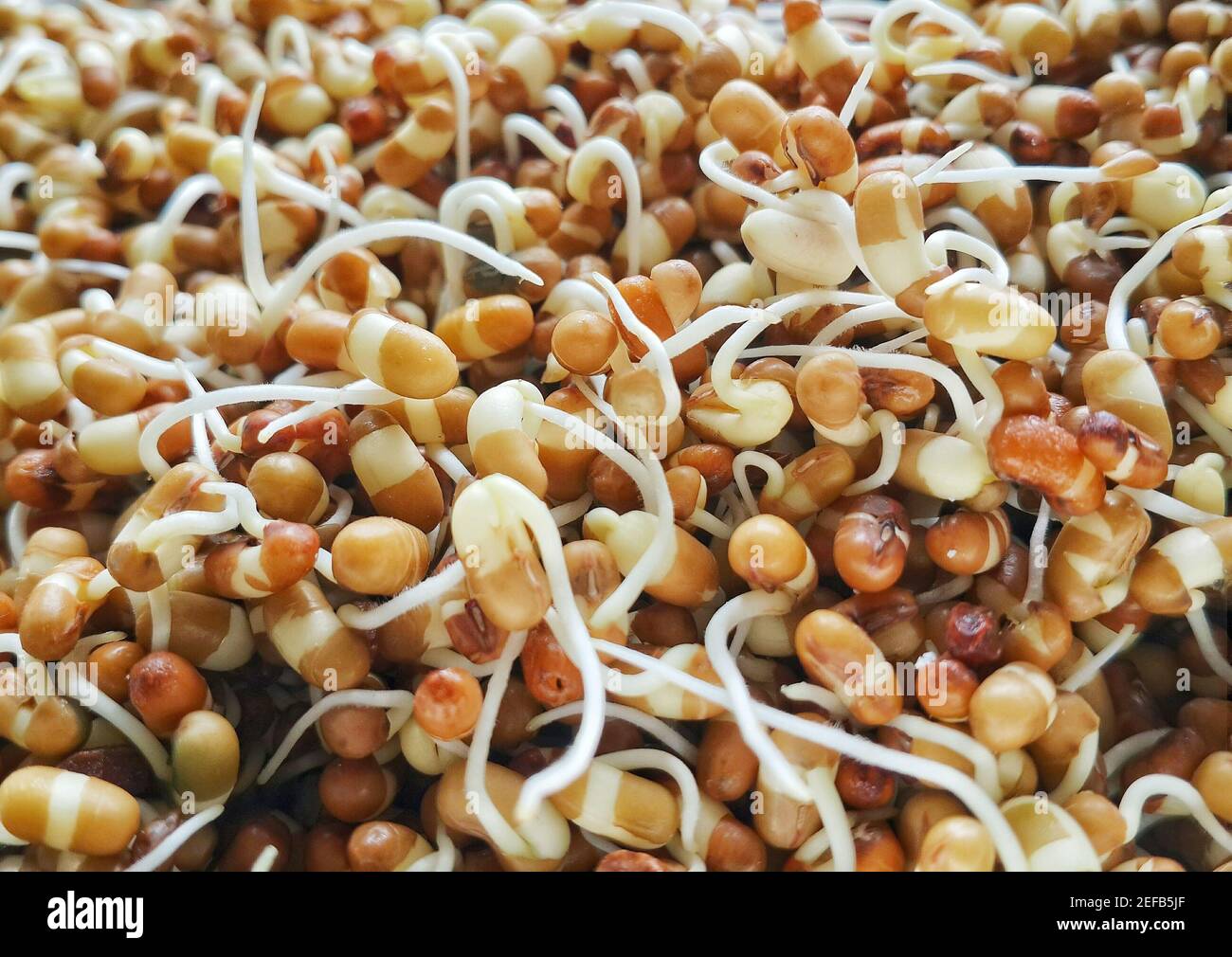 Mung sprout closeup shot from above.typical sprout mung use for cooking ...