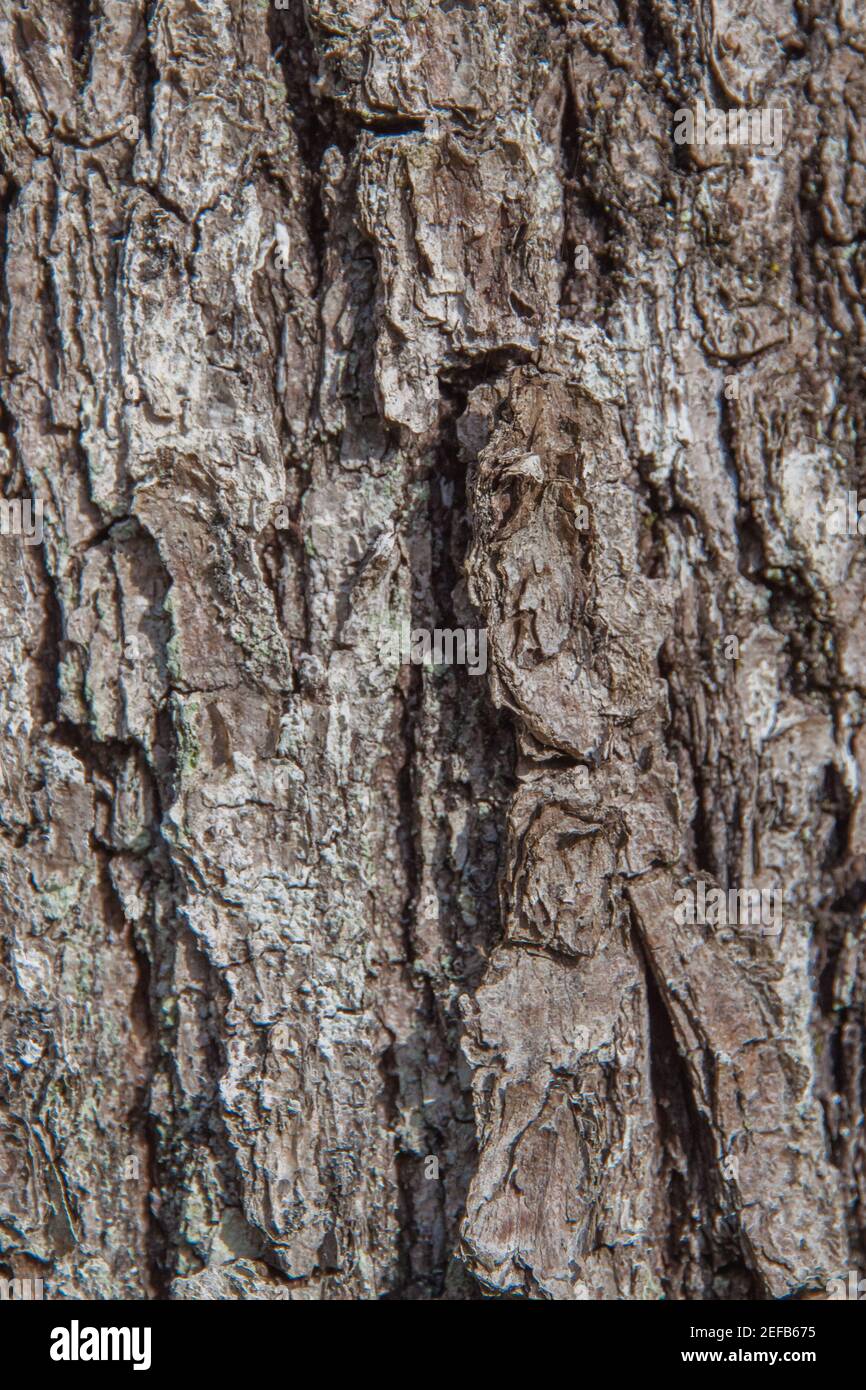 Dry bark on the trunk of an oak tree close-up. Background image Stock ...