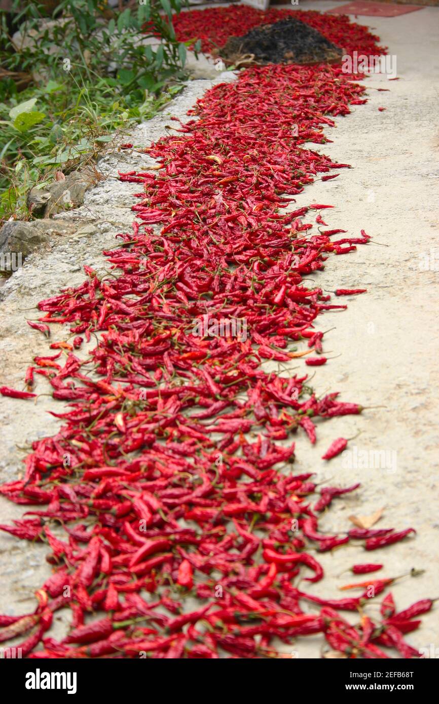 Chili Pepper Field High Resolution Stock Photography and Images - Alamy