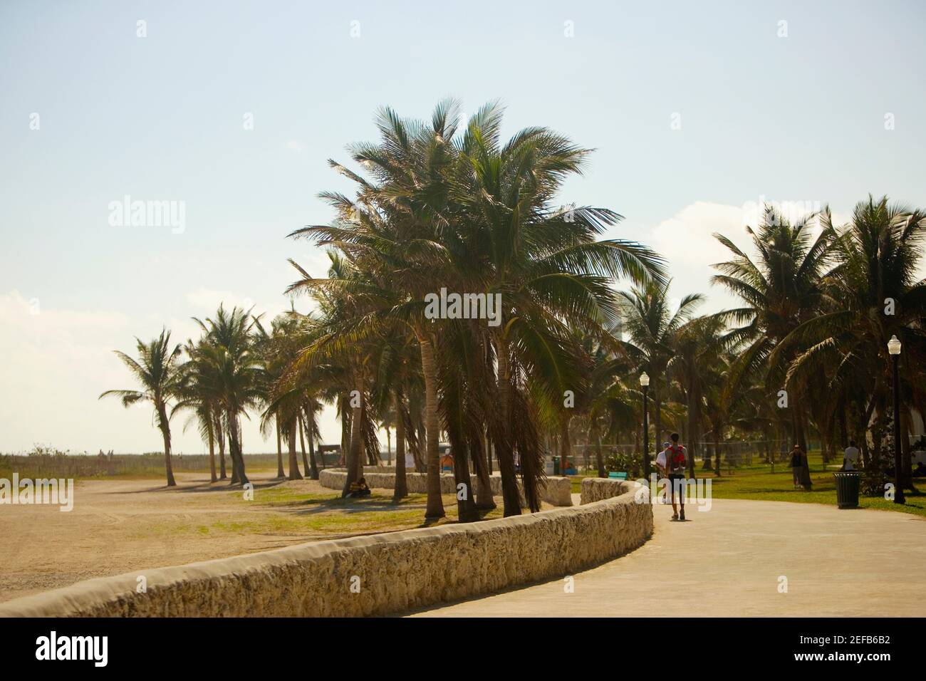 Trees along a walkway Stock Photo - Alamy