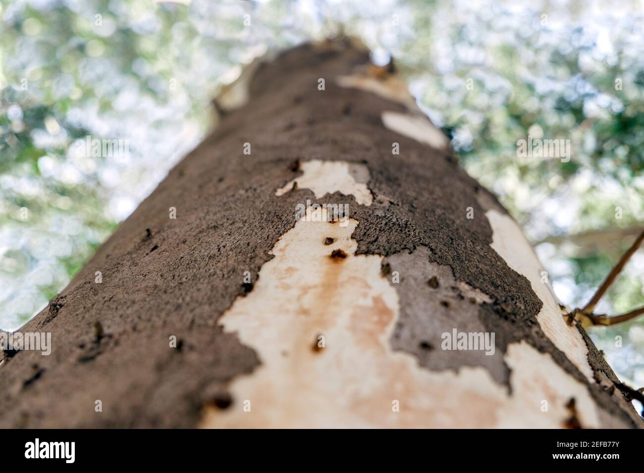 Tree trunk of a eucalyptus tree hi-res stock photography and images - Alamy