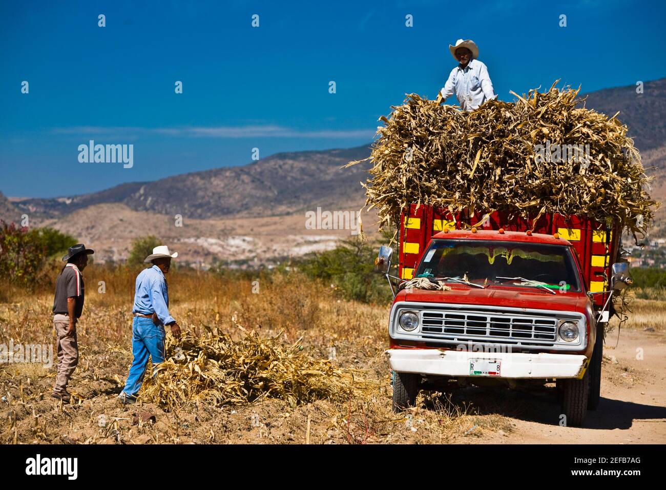 Three mature men loading crop on a pick up truck, Oaxaca, Oaxaca State ...