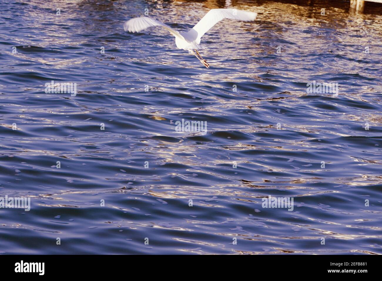 Rear view of a bird hi-res stock photography and images - Alamy
