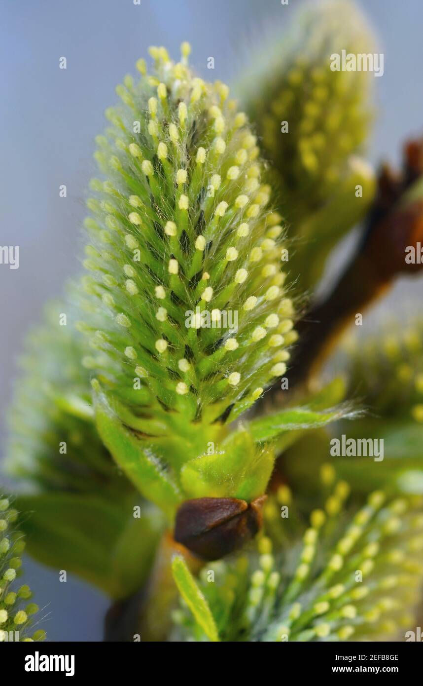 Close up of a flower Stock Photo - Alamy