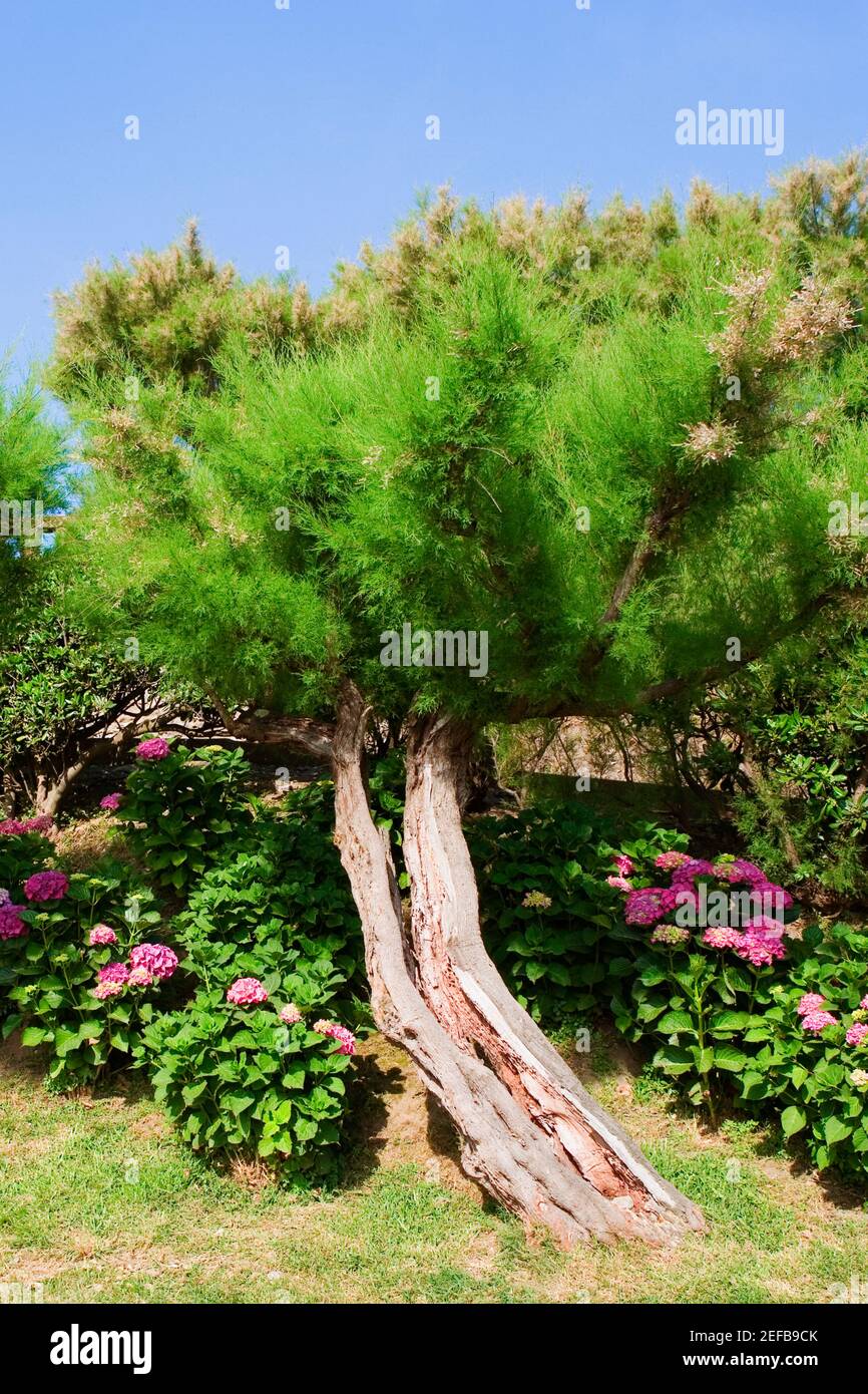 Trees and plants in a garden, Biarritz, Basque Country, Pyrenees ...