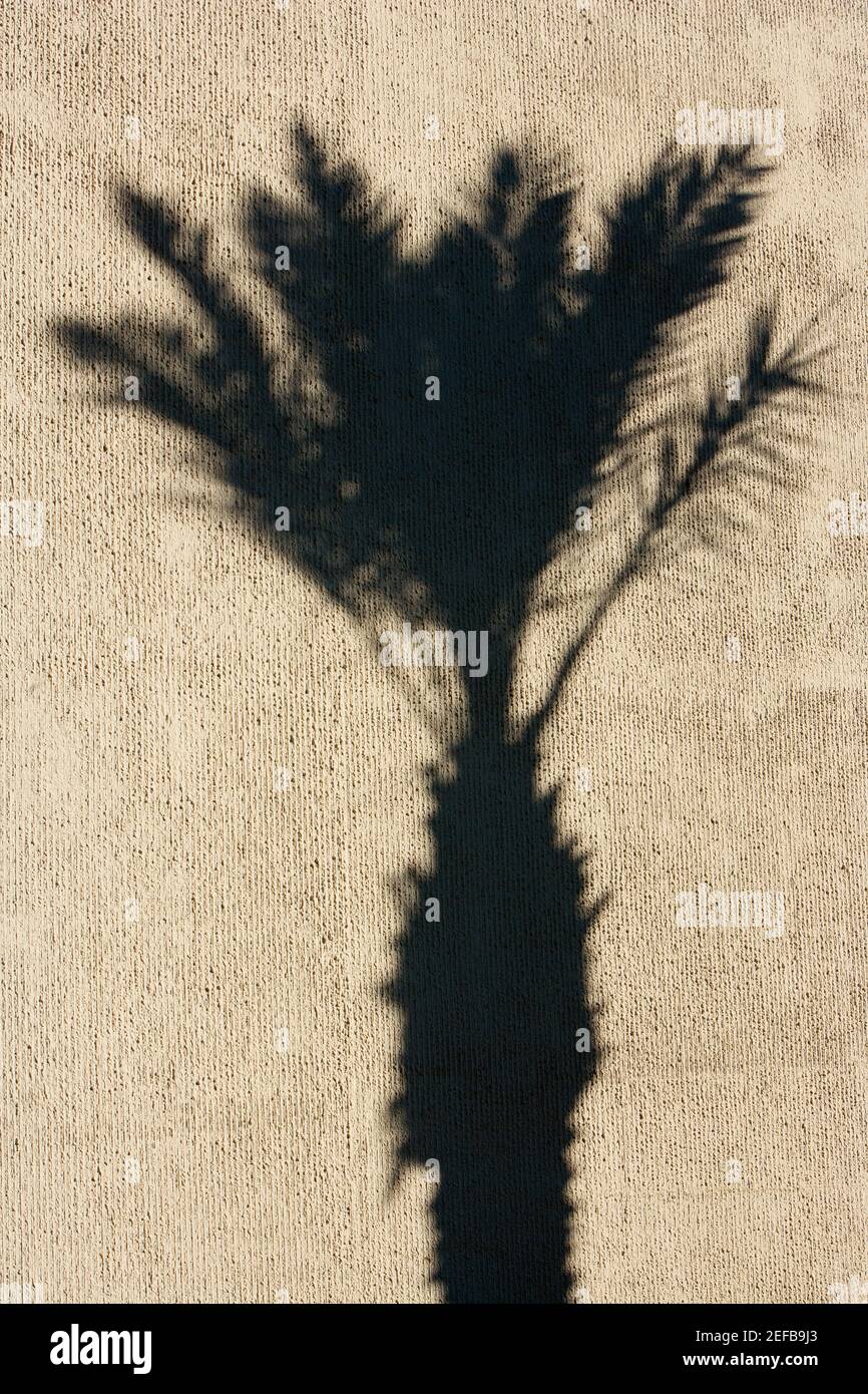 Shadow of a palm tree on a wall Stock Photo - Alamy