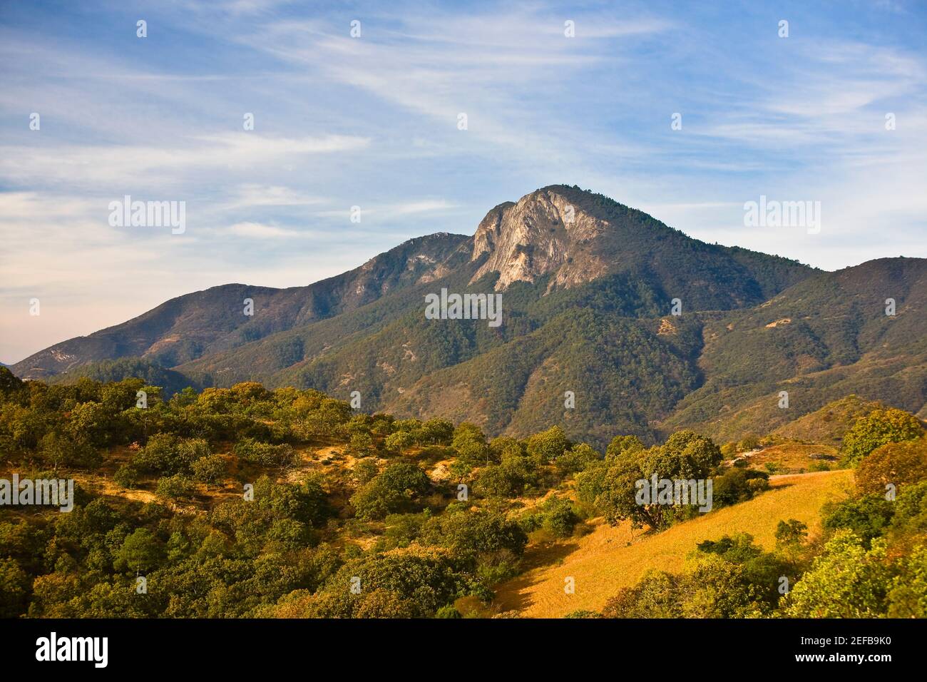 Trees on a rolling landscape with a mountain in the background, Hierve ...