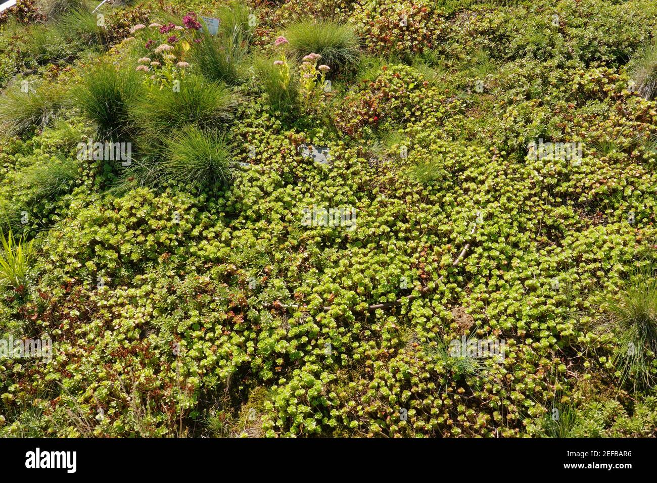 Extensive greening hi-res stock photography and images - Alamy