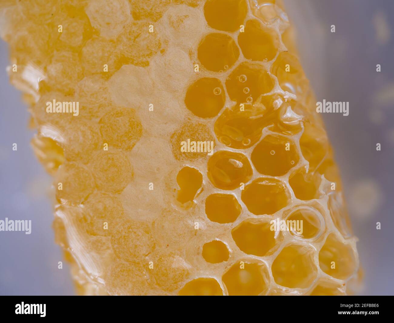 golden honey honeycomb macro photo Stock Photo - Alamy