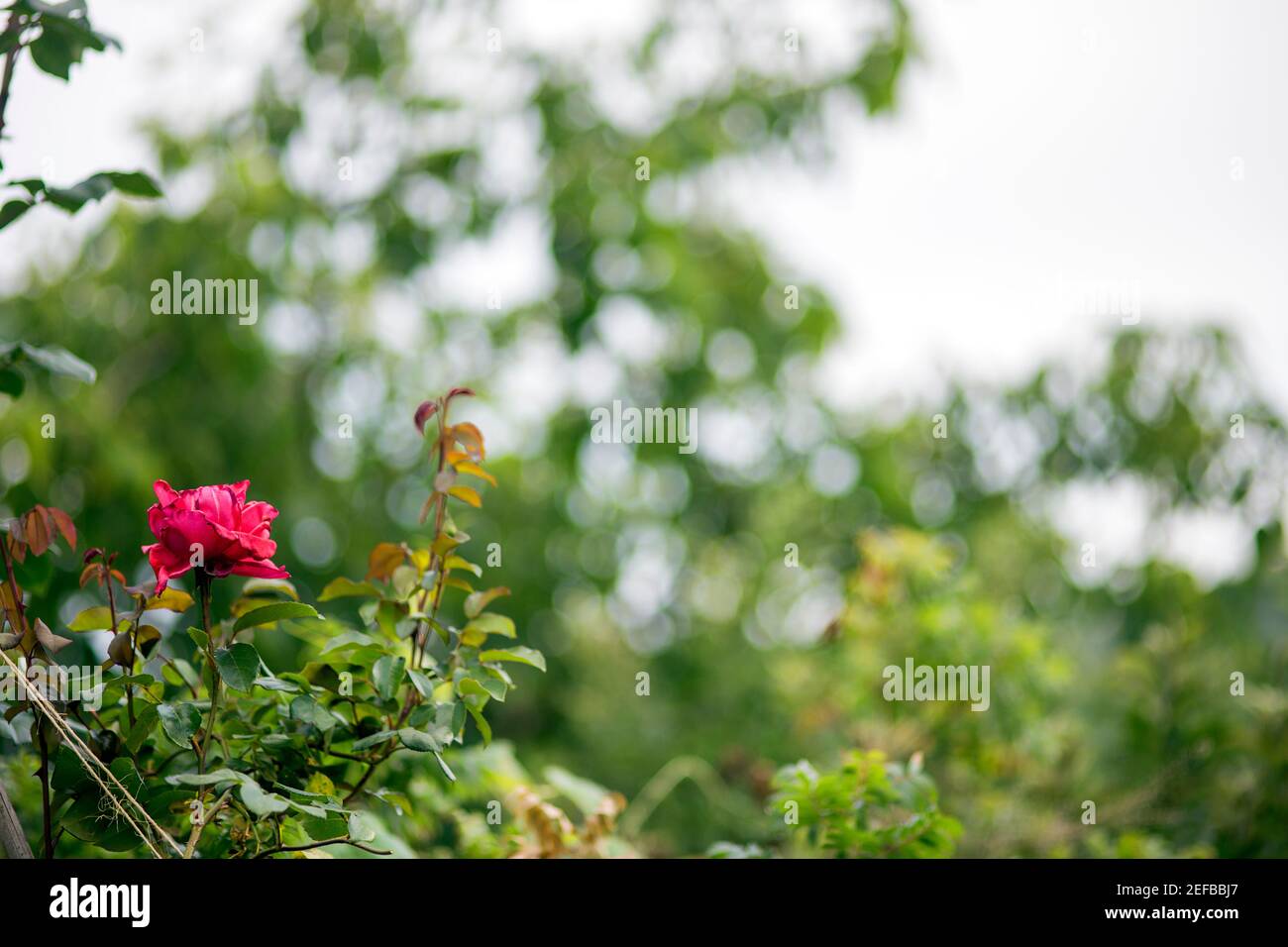 Formal red rose garden hi-res stock photography and images - Alamy