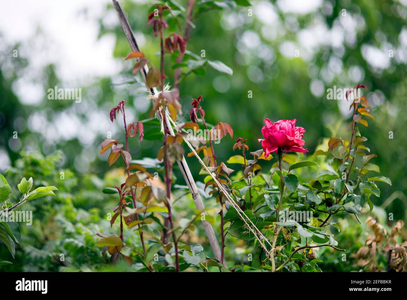 Formal red rose garden hi-res stock photography and images - Alamy