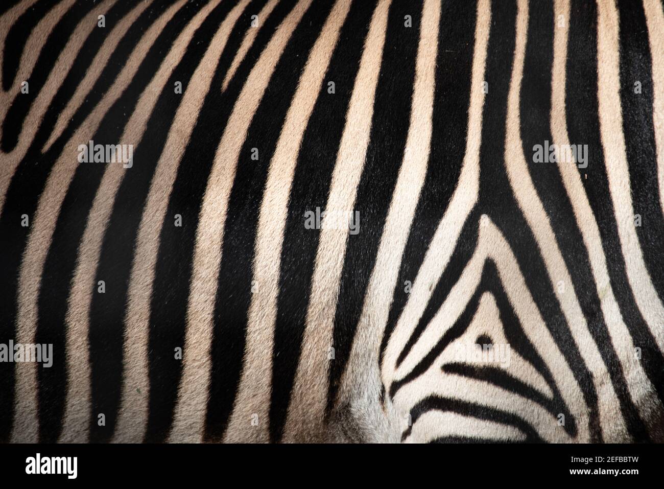 Zoo pattern hi-res stock photography and images - Alamy