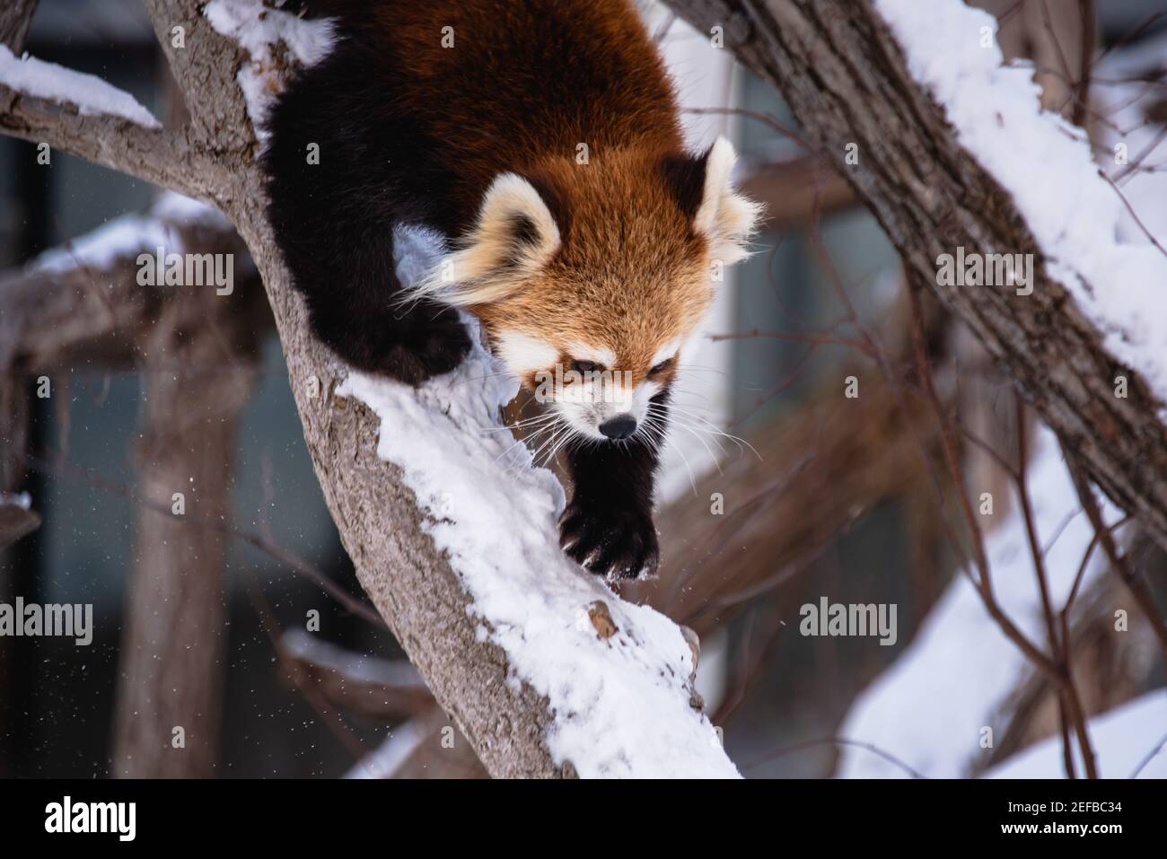close photo of a red panda climbing trees in snow Stock Photo - Alamy