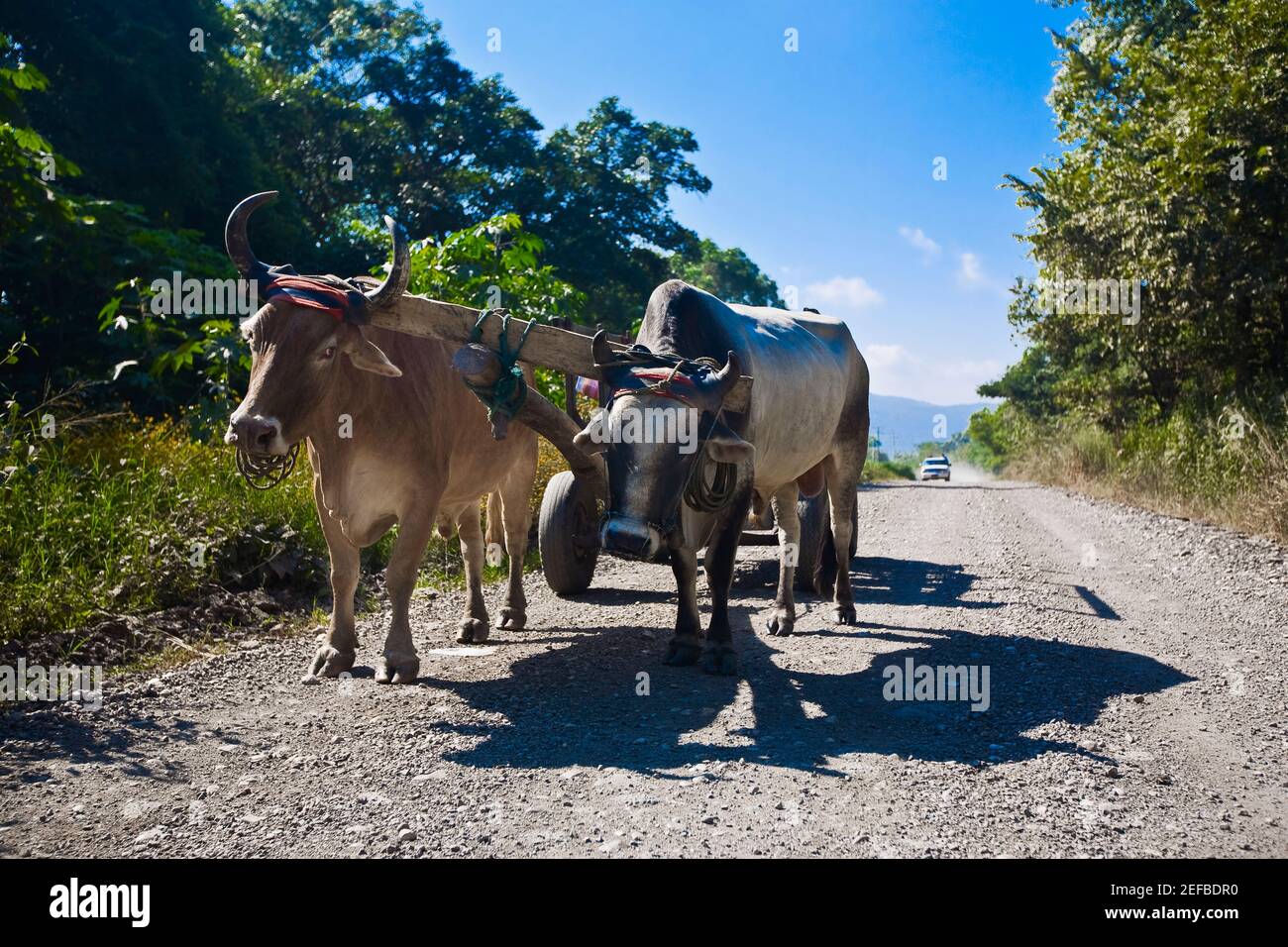 Animal powered vehicle hi-res stock photography and images - Alamy