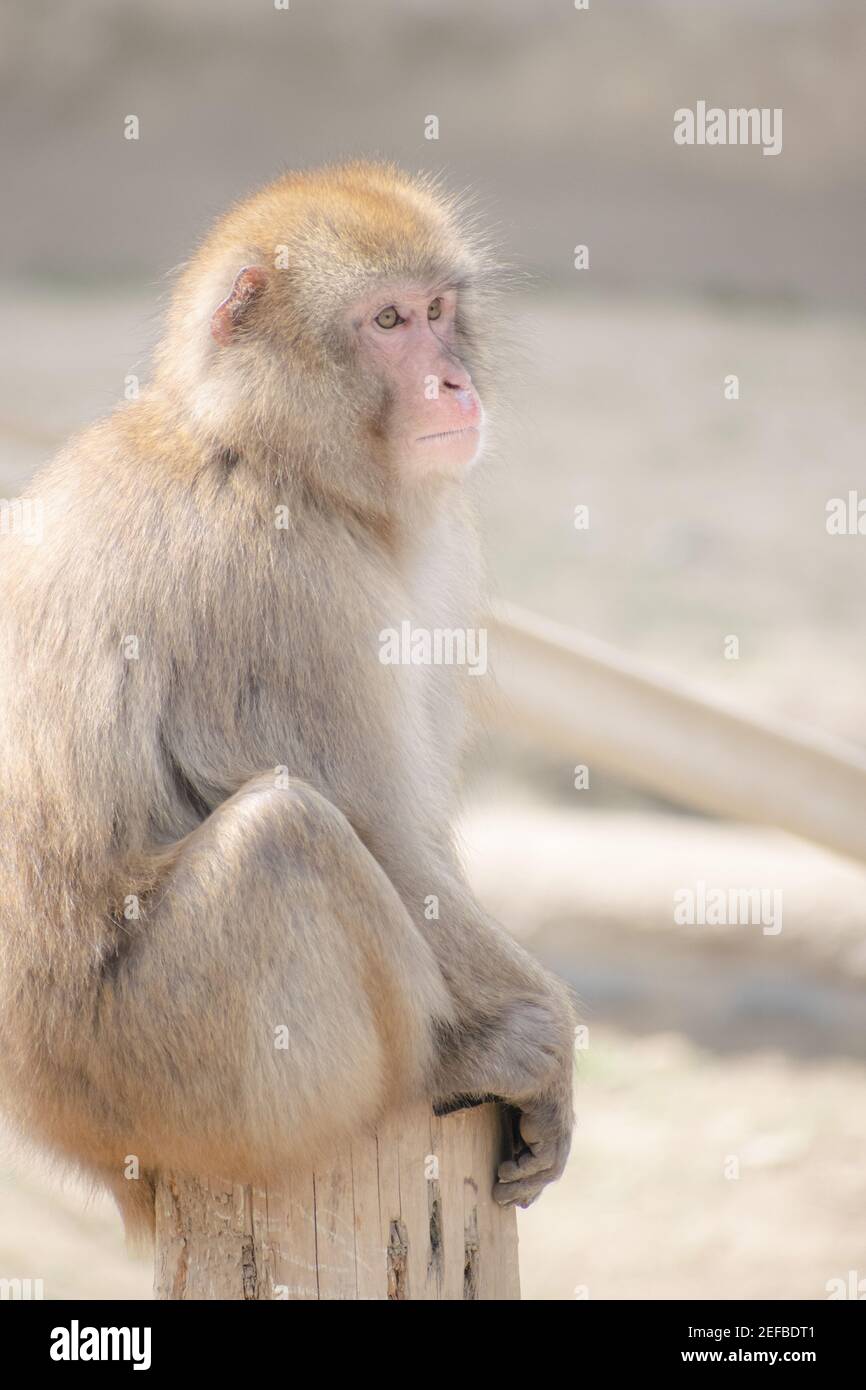 monkey sitting on wood with complicated face,white light background ...
