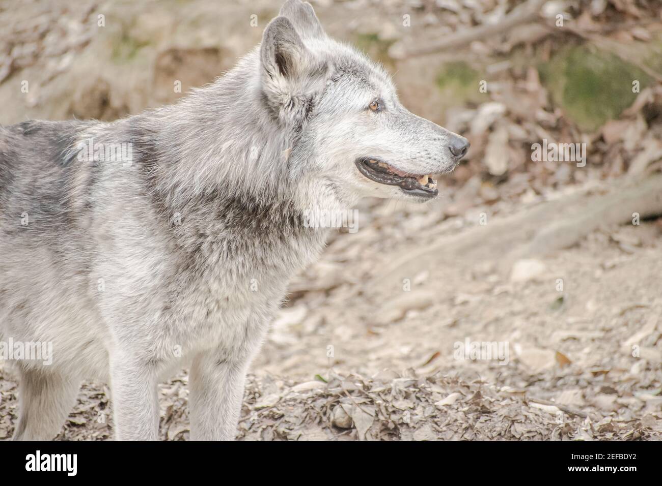 wild gray wolf looking something in forest Stock Photo - Alamy