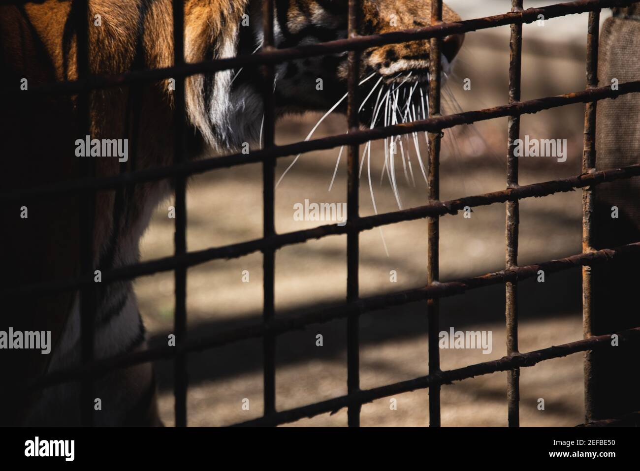 Tiger cage hi-res stock photography and images - Alamy