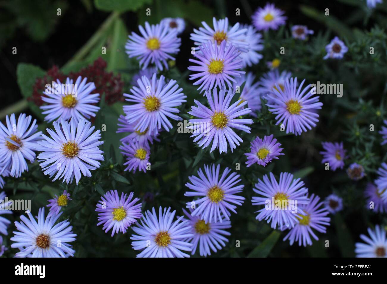 Closeup of michaelmas daisies in a garden with a blurry Stock Photo - Alamy