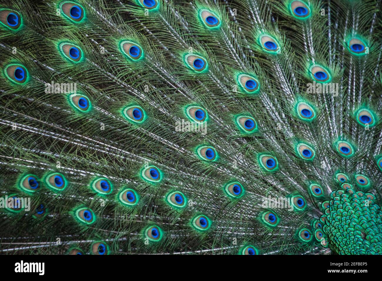 Real is beautiful hi-res stock photography and images - Alamy