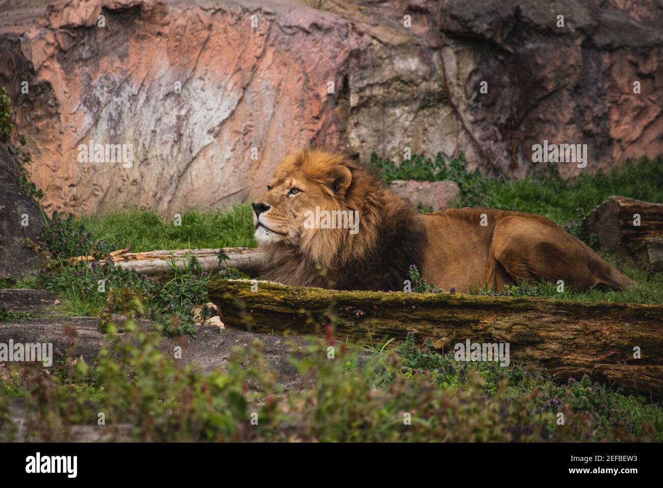 portrait of a lion looking forward on grass Stock Photo - Alamy