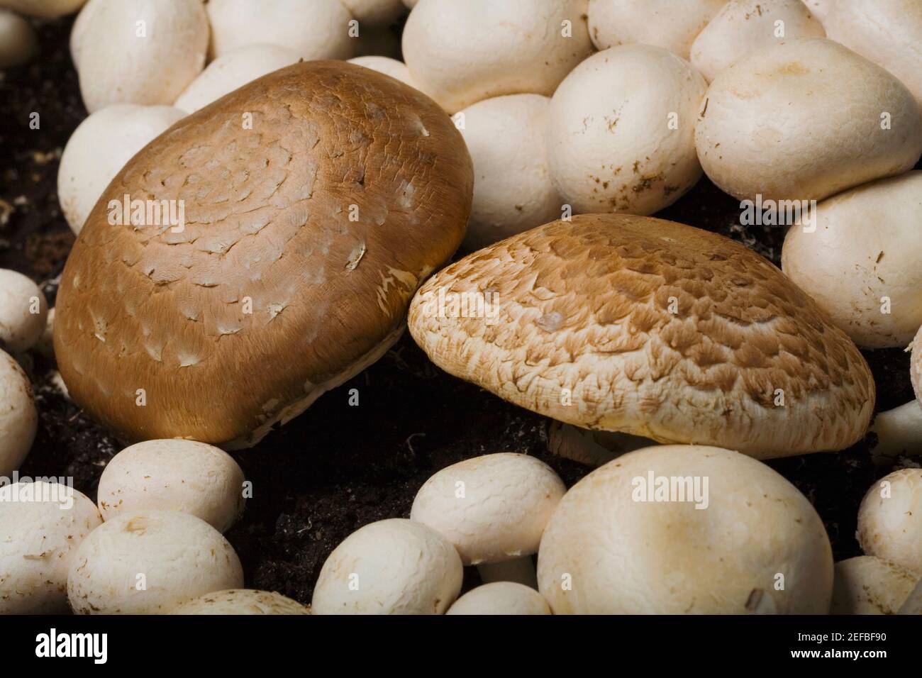 Close up of mushrooms Stock Photo - Alamy