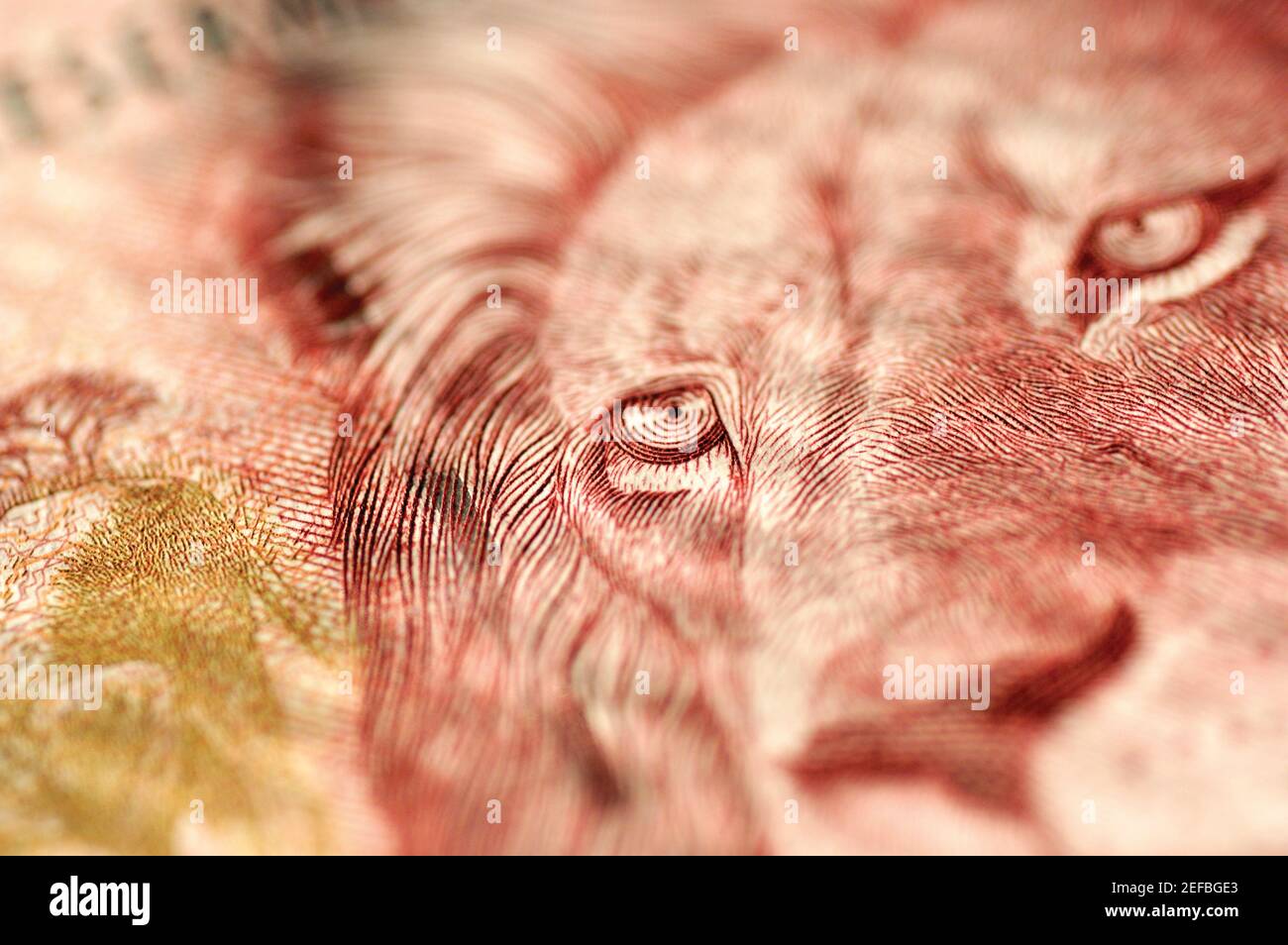 Lion living animal very close up hi-res stock photography and images ...