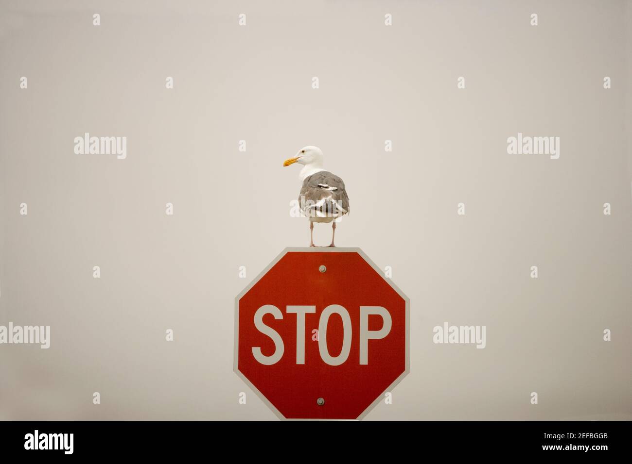 Seagull perches on a stop sign Stock Photo - Alamy