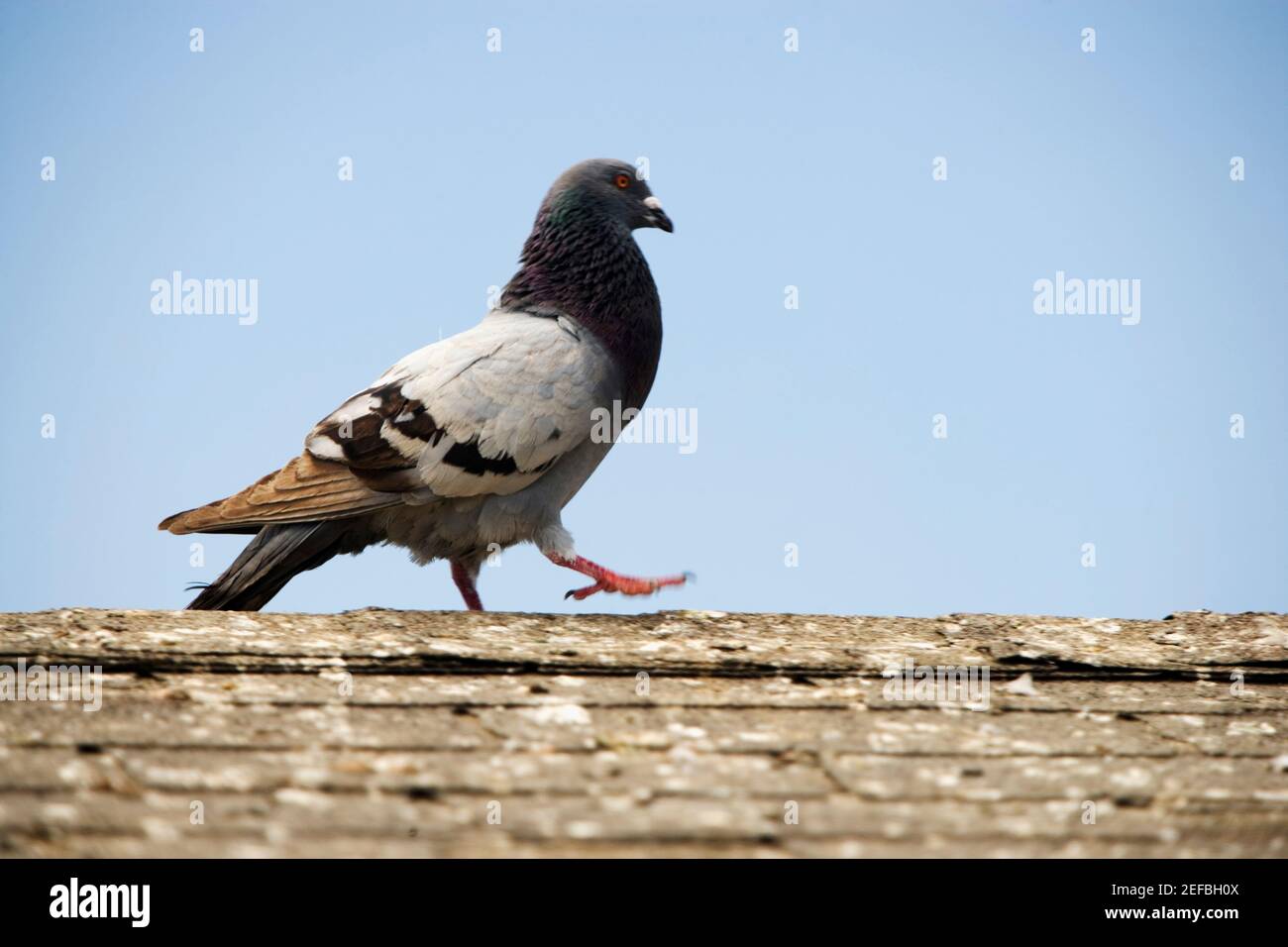 Low angle view of a pigeon on a ledge Stock Photo - Alamy