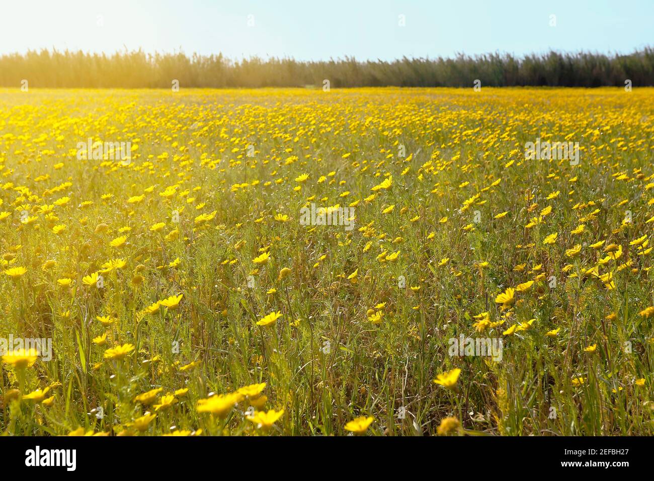 Springtime cyprus hi-res stock photography and images - Alamy