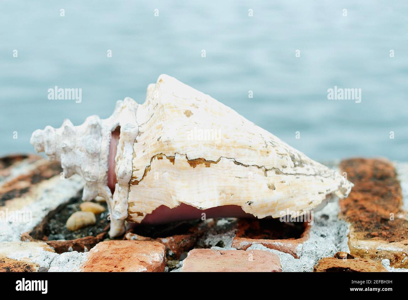 Close up of a conch shell Stock Photo - Alamy