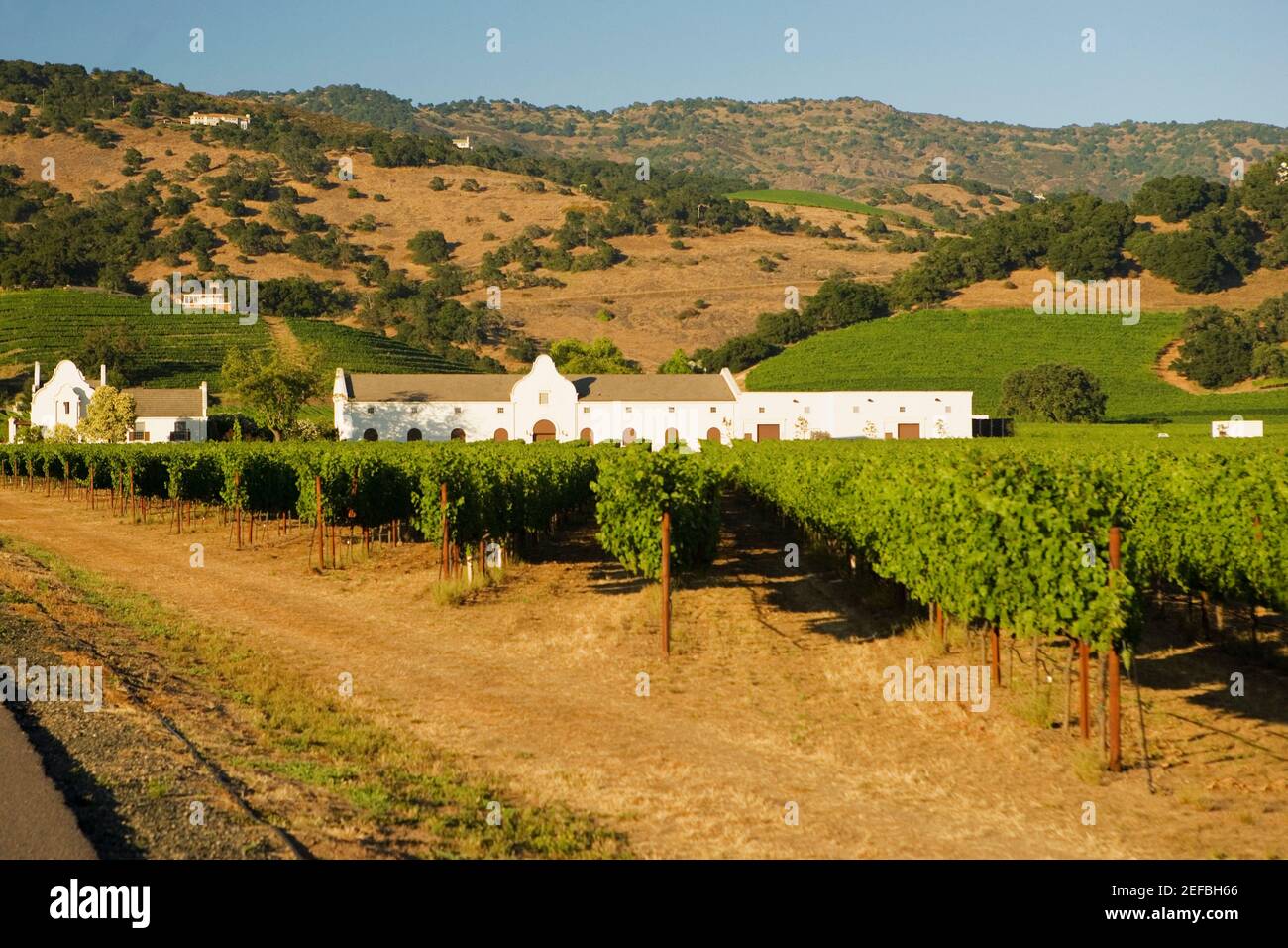 Vineyard in front of a building Stock Photo - Alamy