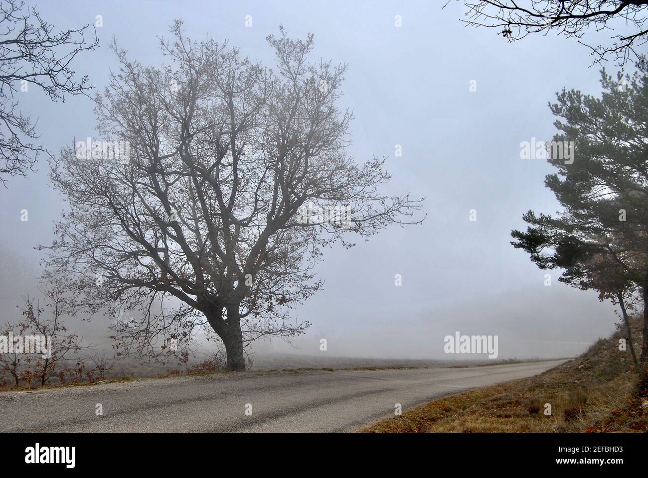 Trees in Winter fog Stock Photo - Alamy