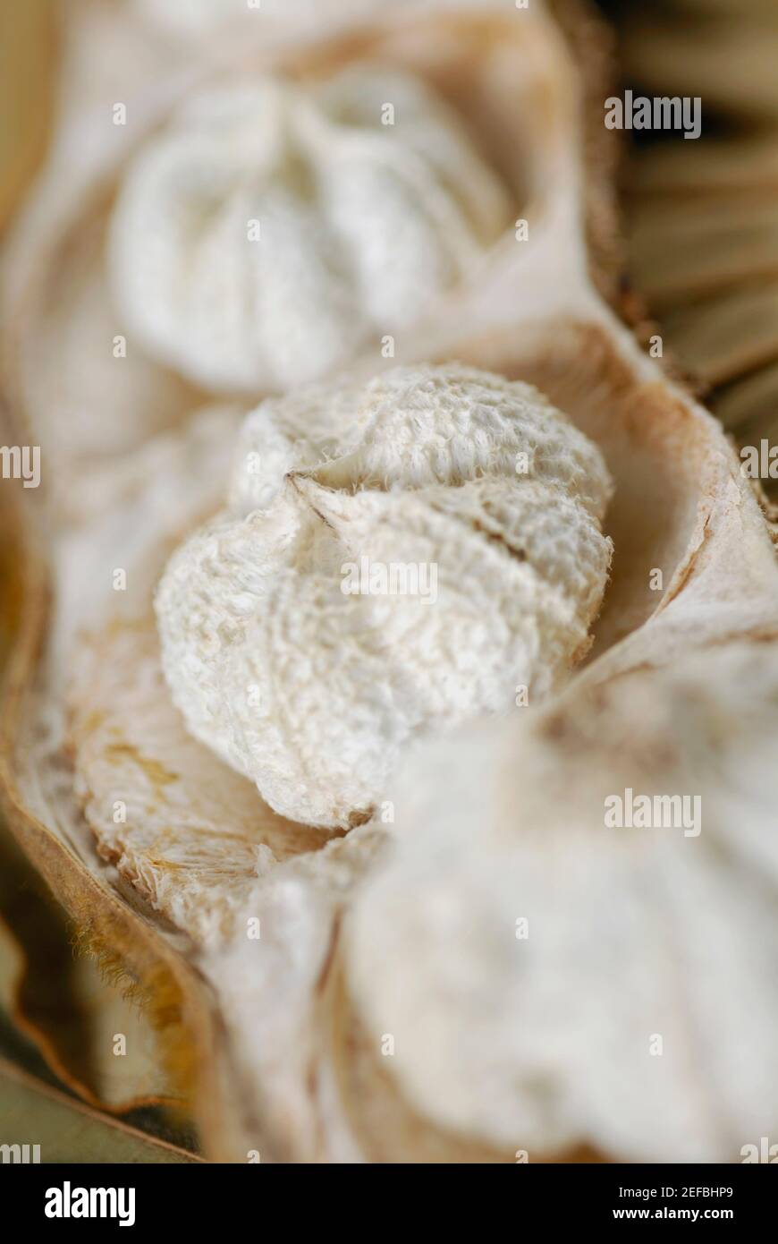 Inside a seed pod hi-res stock photography and images - Alamy