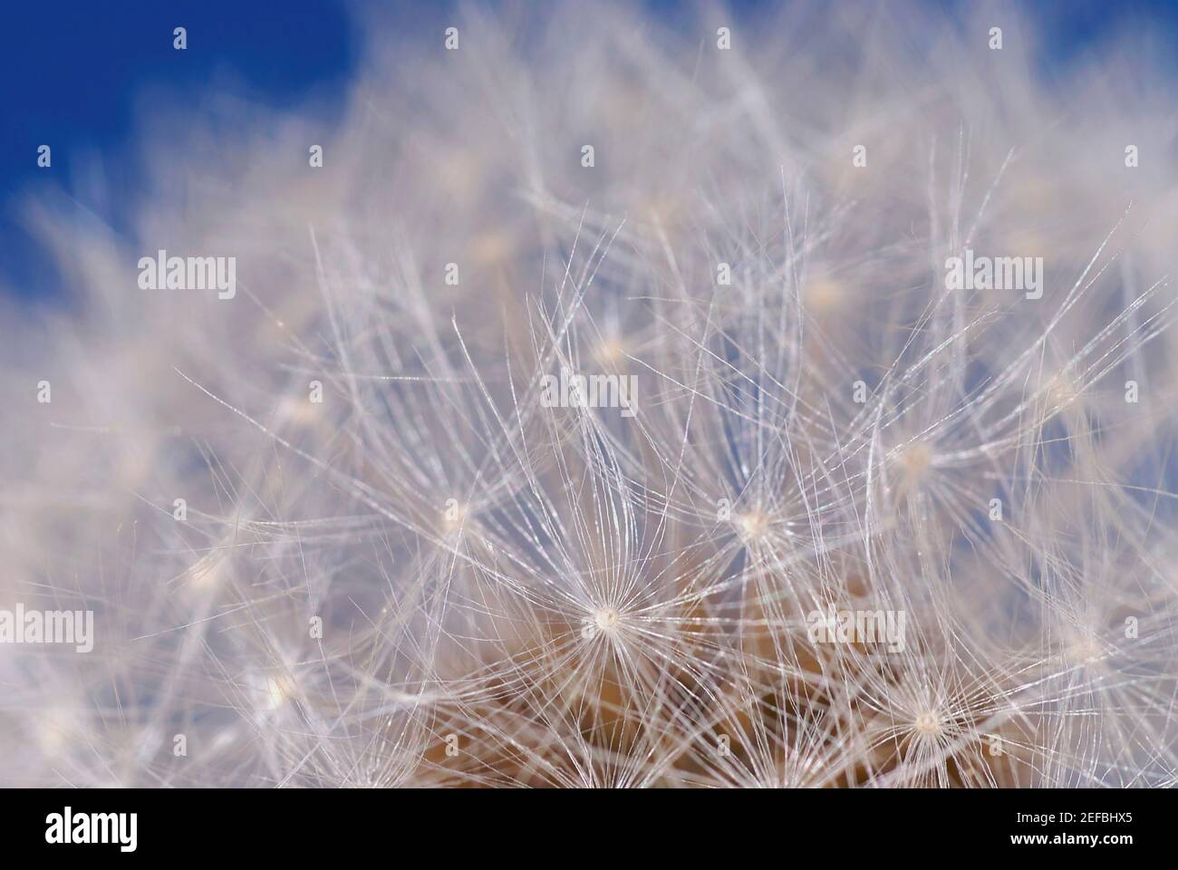 Fluffy dandelion on field hi-res stock photography and images - Alamy