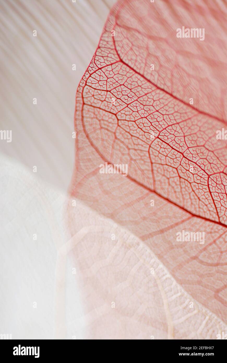 Leaf and depth hi-res stock photography and images - Alamy
