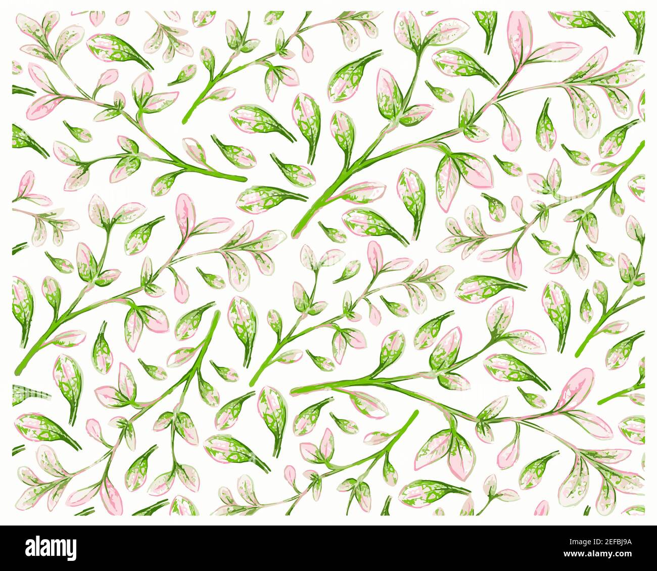 Illustration Background of Manila Tamarind or Pithecellobium Dulce ...