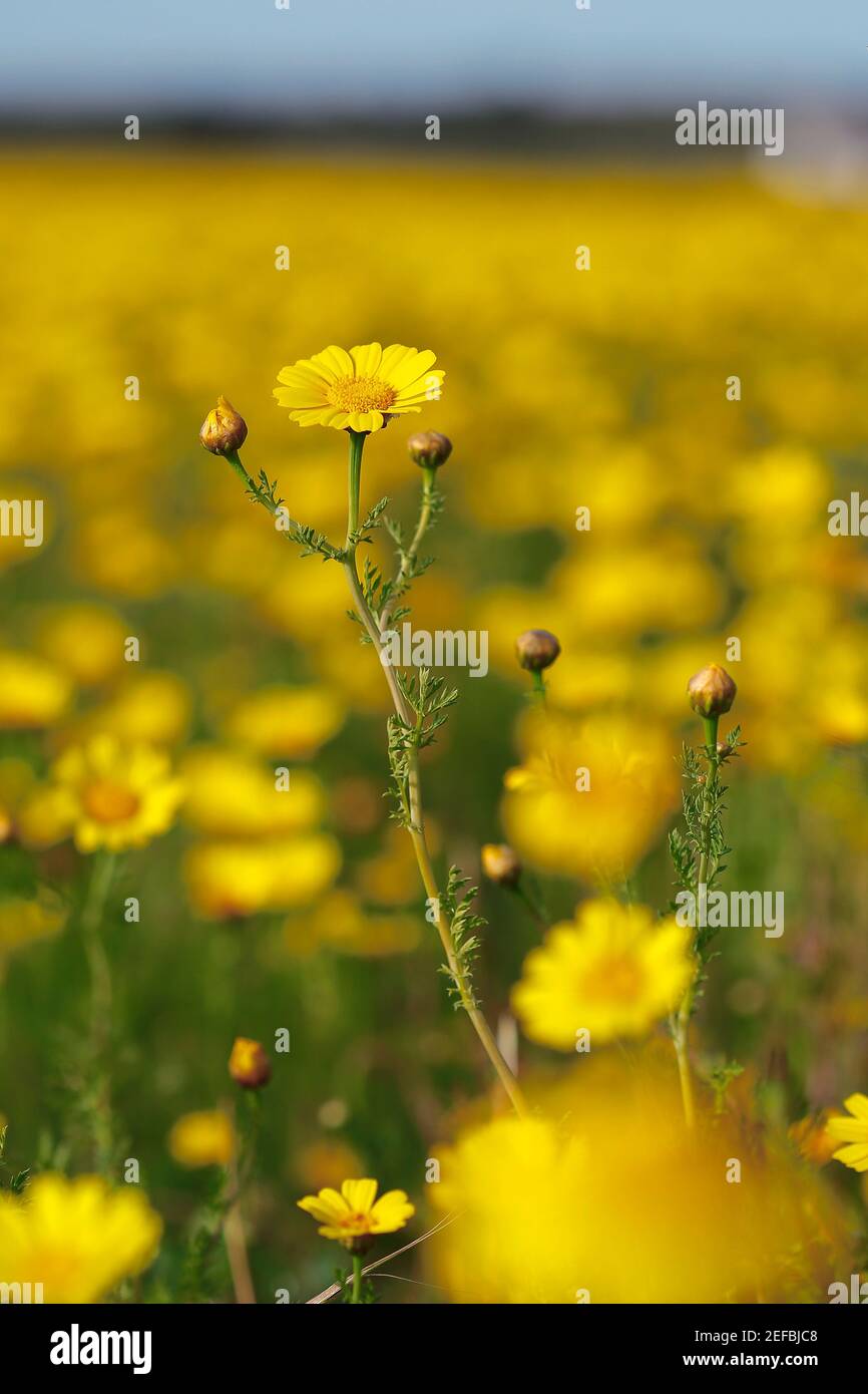 The coming of spring in the Cyprus lands Stock Photo - Alamy