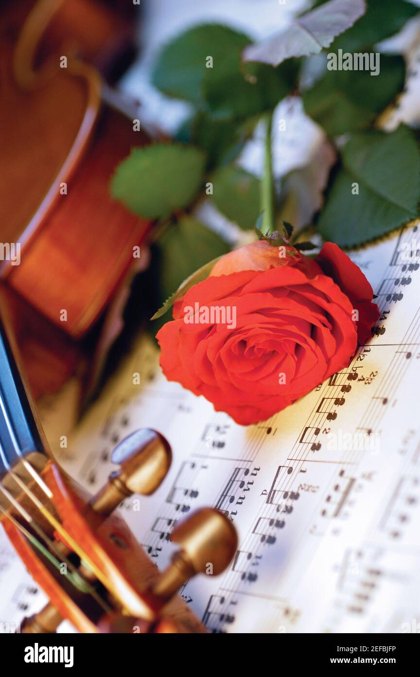 Red rose, violin and sheet music, close-up Stock Photo - Alamy