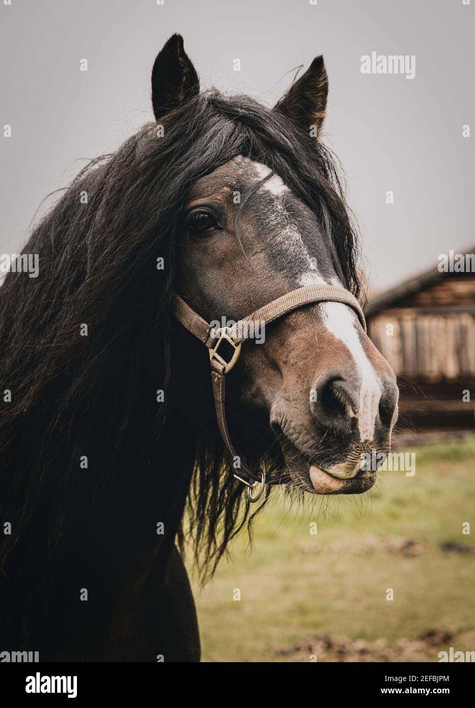 Large horse hi-res stock photography and images - Alamy